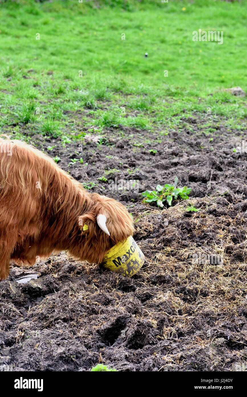 Scottish bull in field hi-res stock photography and images - Alamy