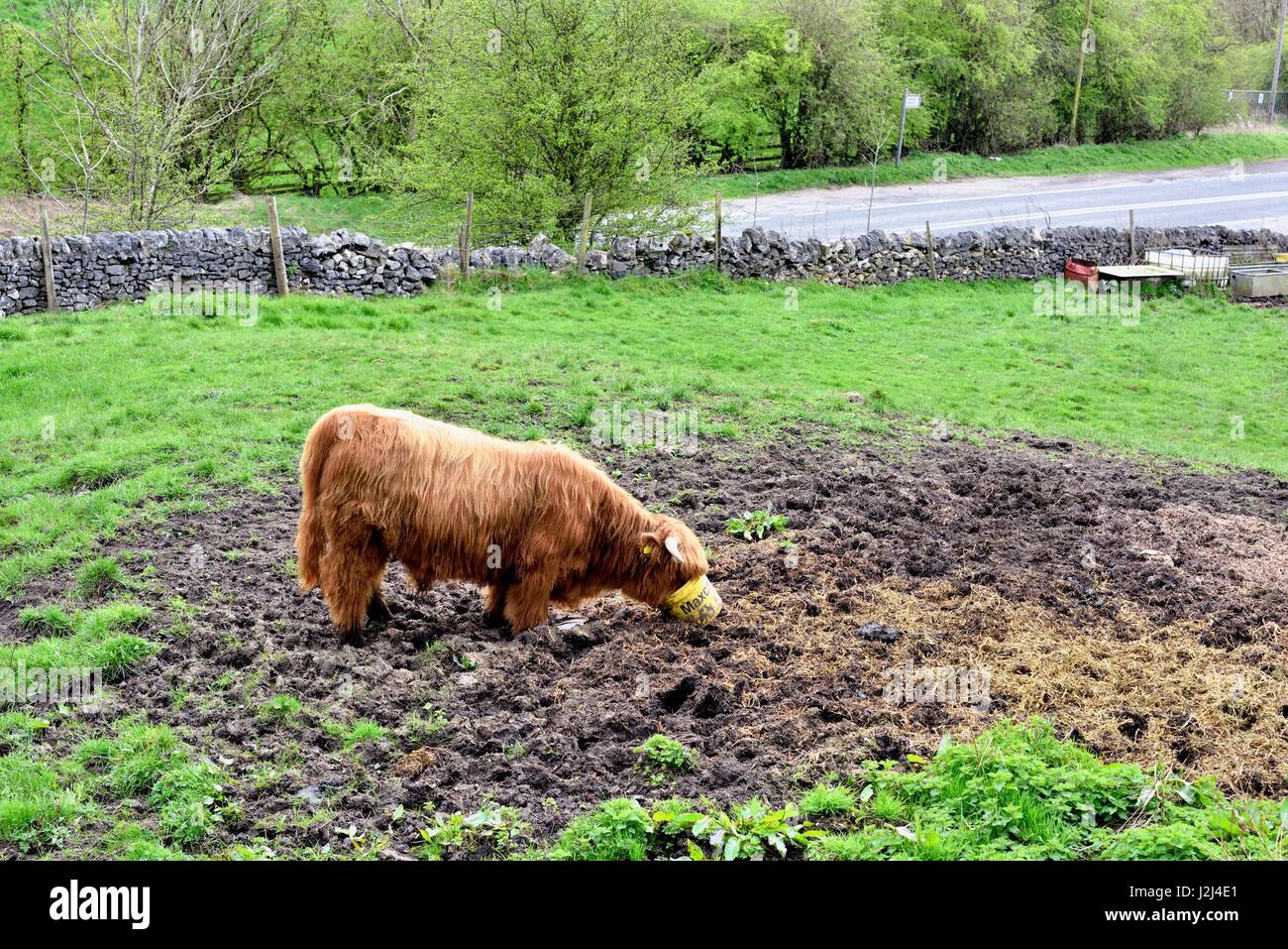 Scottish bull hi-res stock photography and images - Alamy