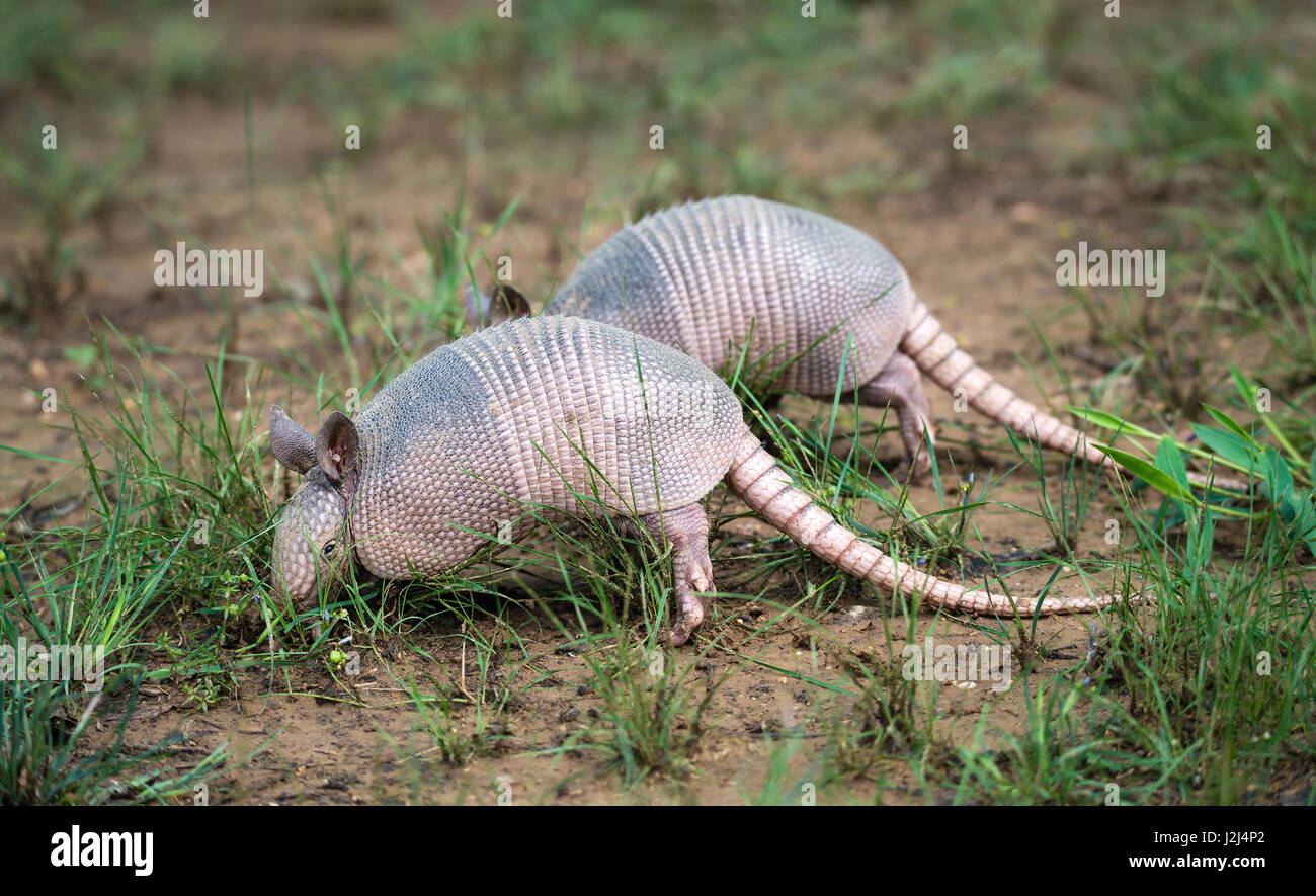 Juvenile Nine-banded Armadillos (Dasypus novemcinctus) digging for food ...