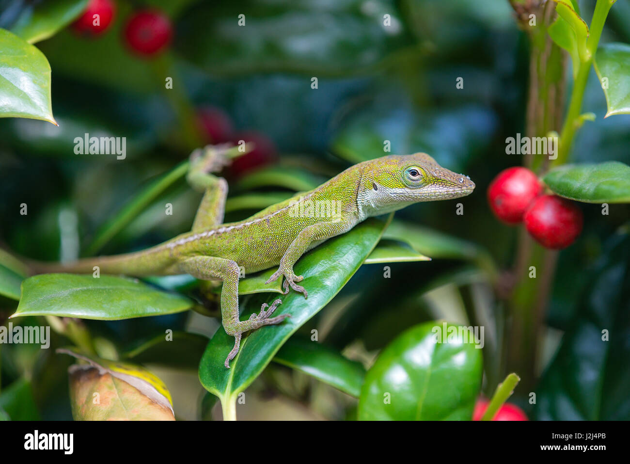 Baby gecko hi-res stock photography and images - Alamy