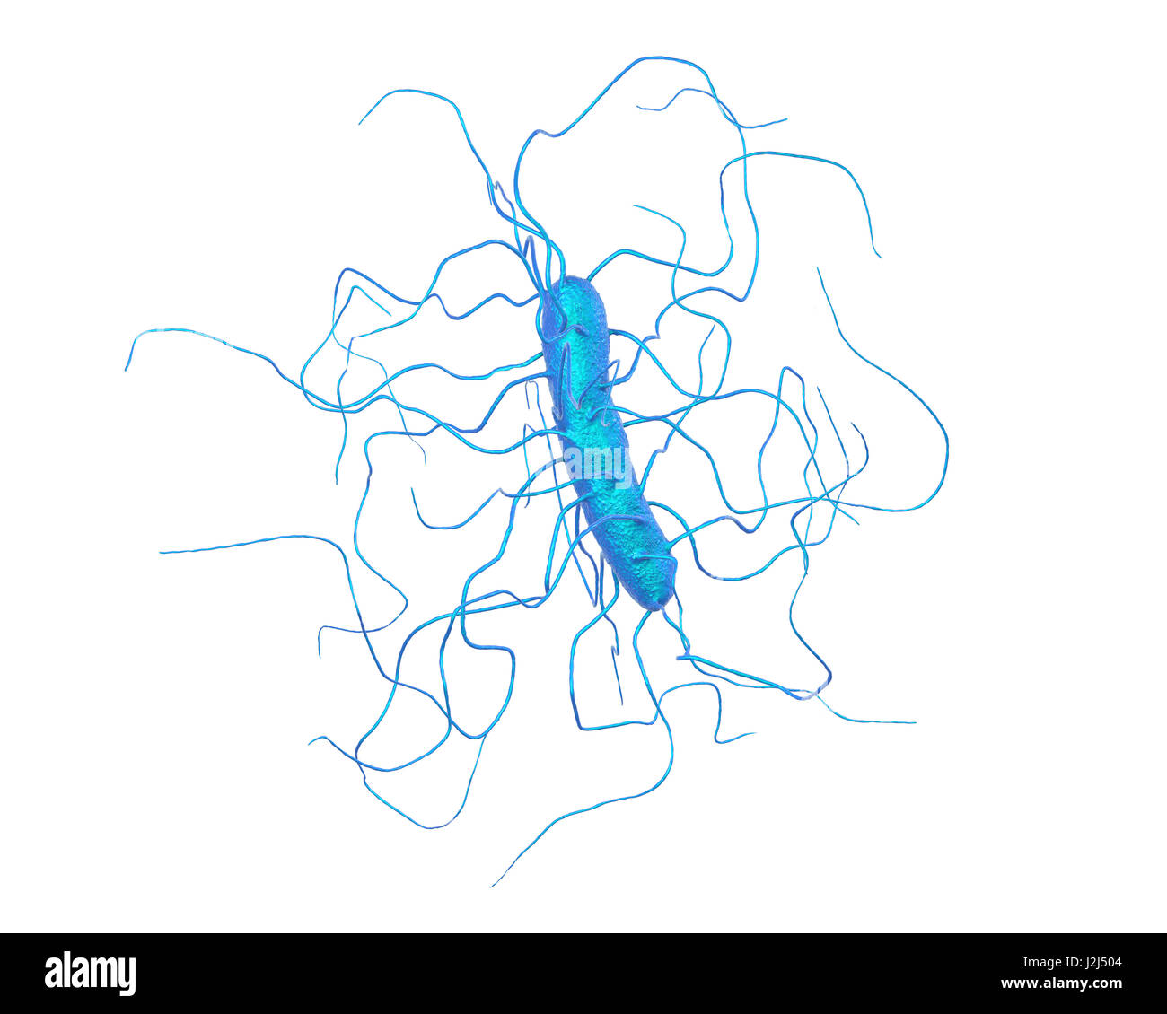 Clostridium difficile bacterium with peritrichous flagella, computer ...