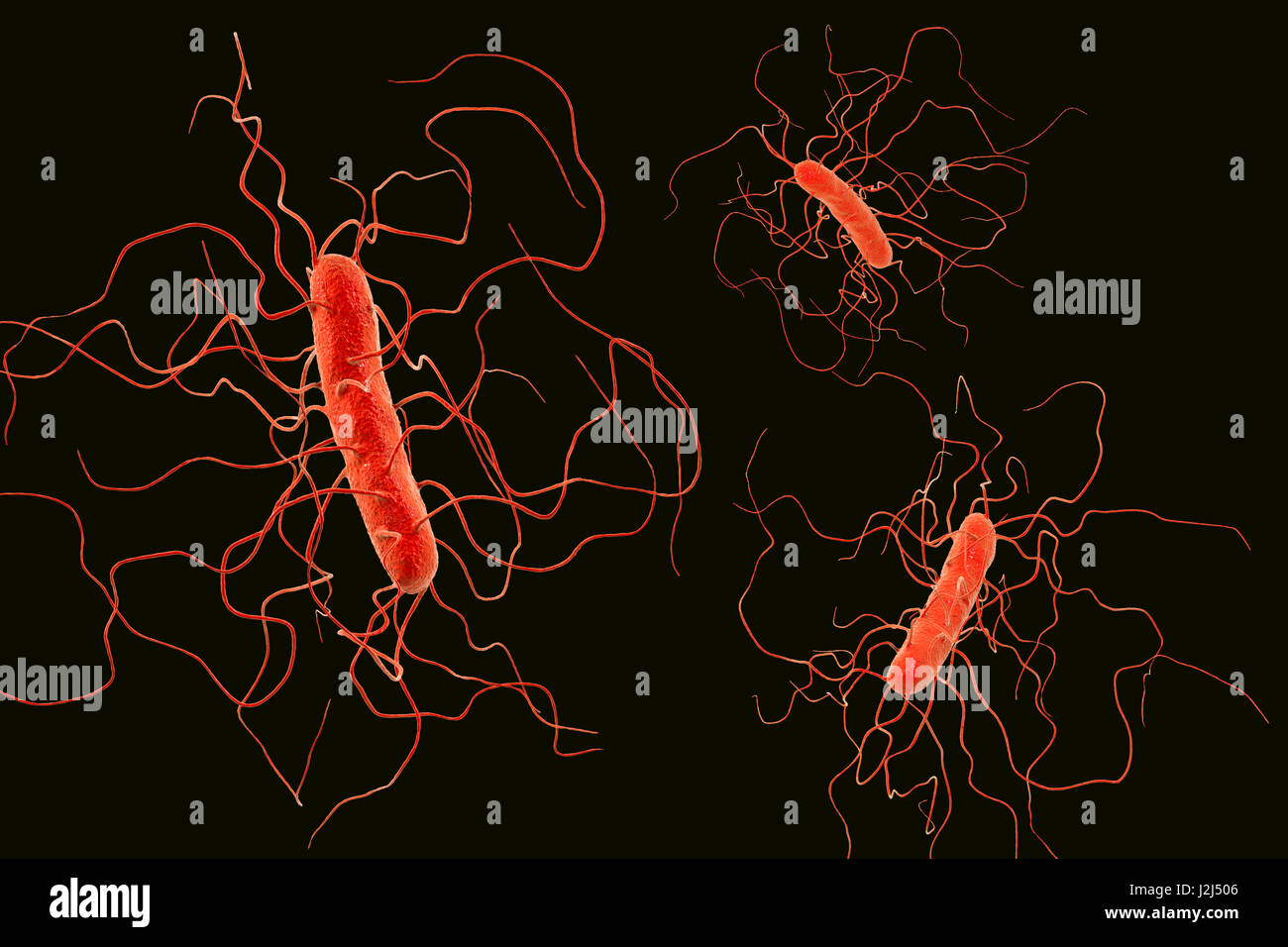 Clostridium difficile bacterium with peritrichous flagella, computer ...