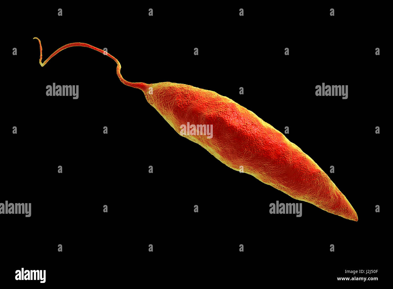 Leishmania sp. protozoa, computer illustration. This parasite causes ...