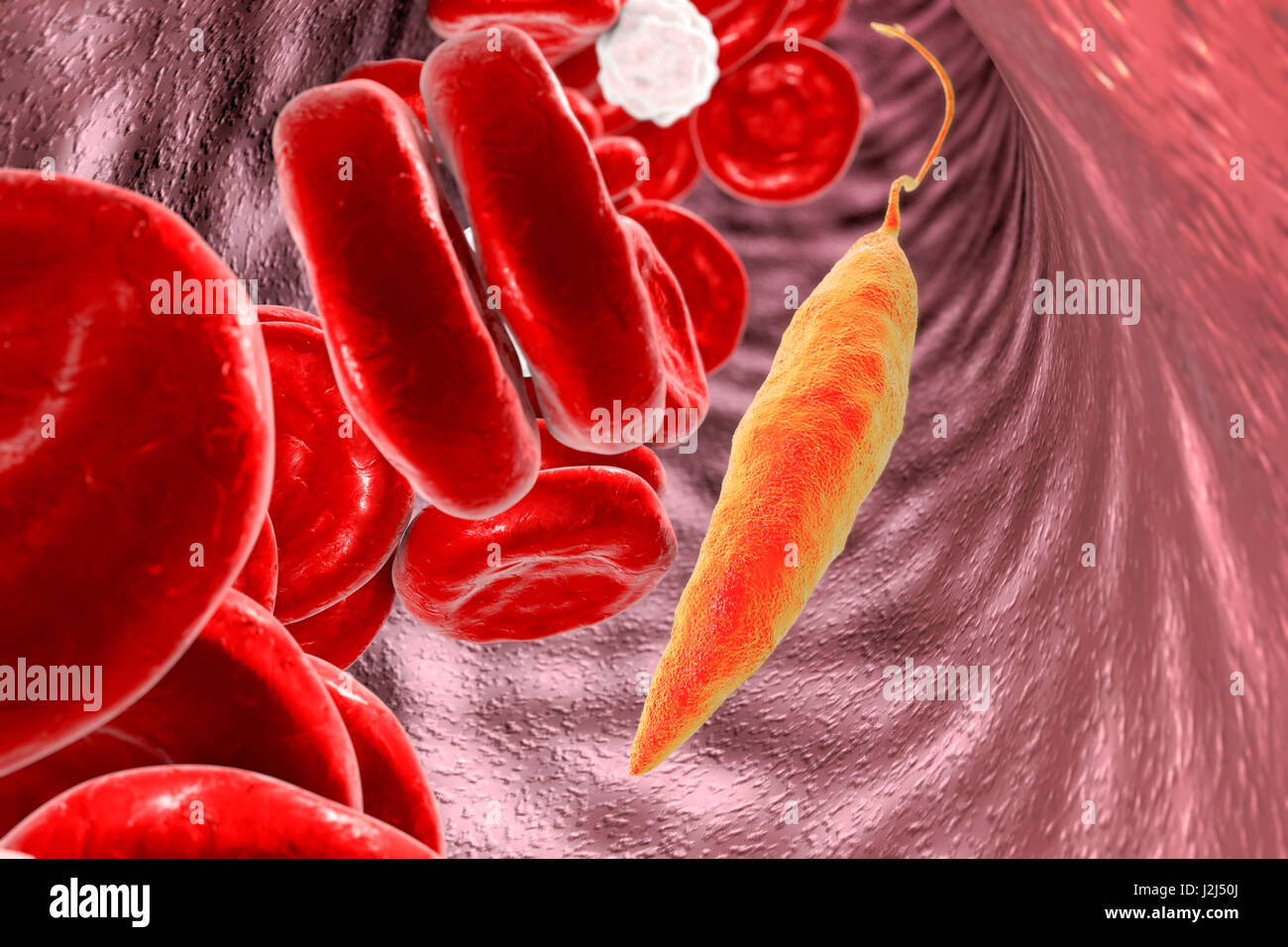 Leishmania sp. protozoa in blood, computer illustration. This parasite ...