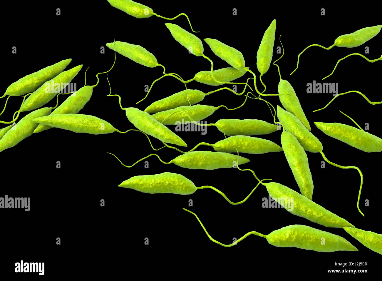 Leishmania sp. protozoa, computer illustration. This parasite causes ...