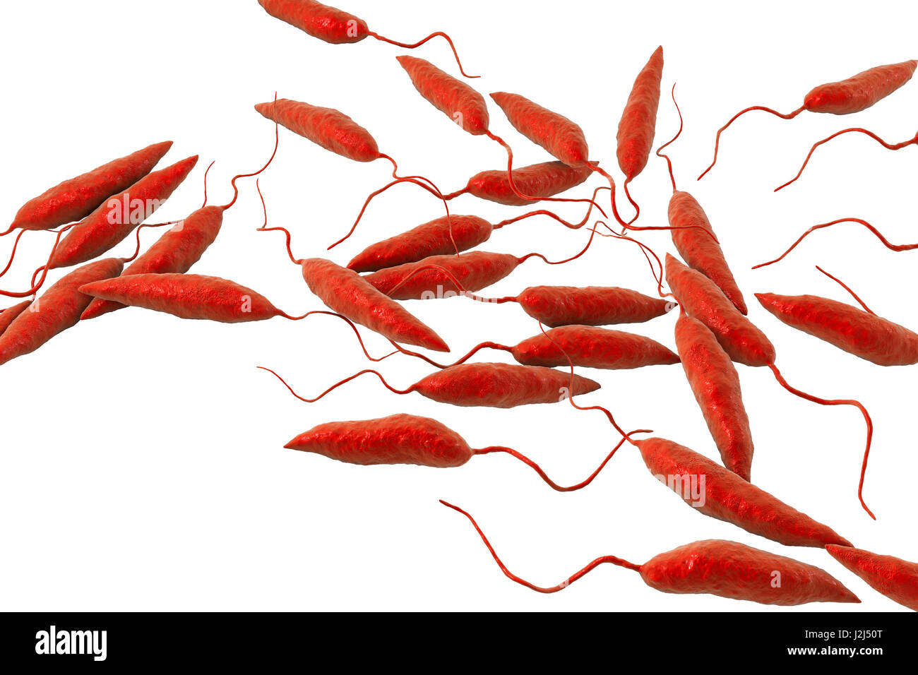 Leishmania sp. protozoa, computer illustration. This parasite causes ...