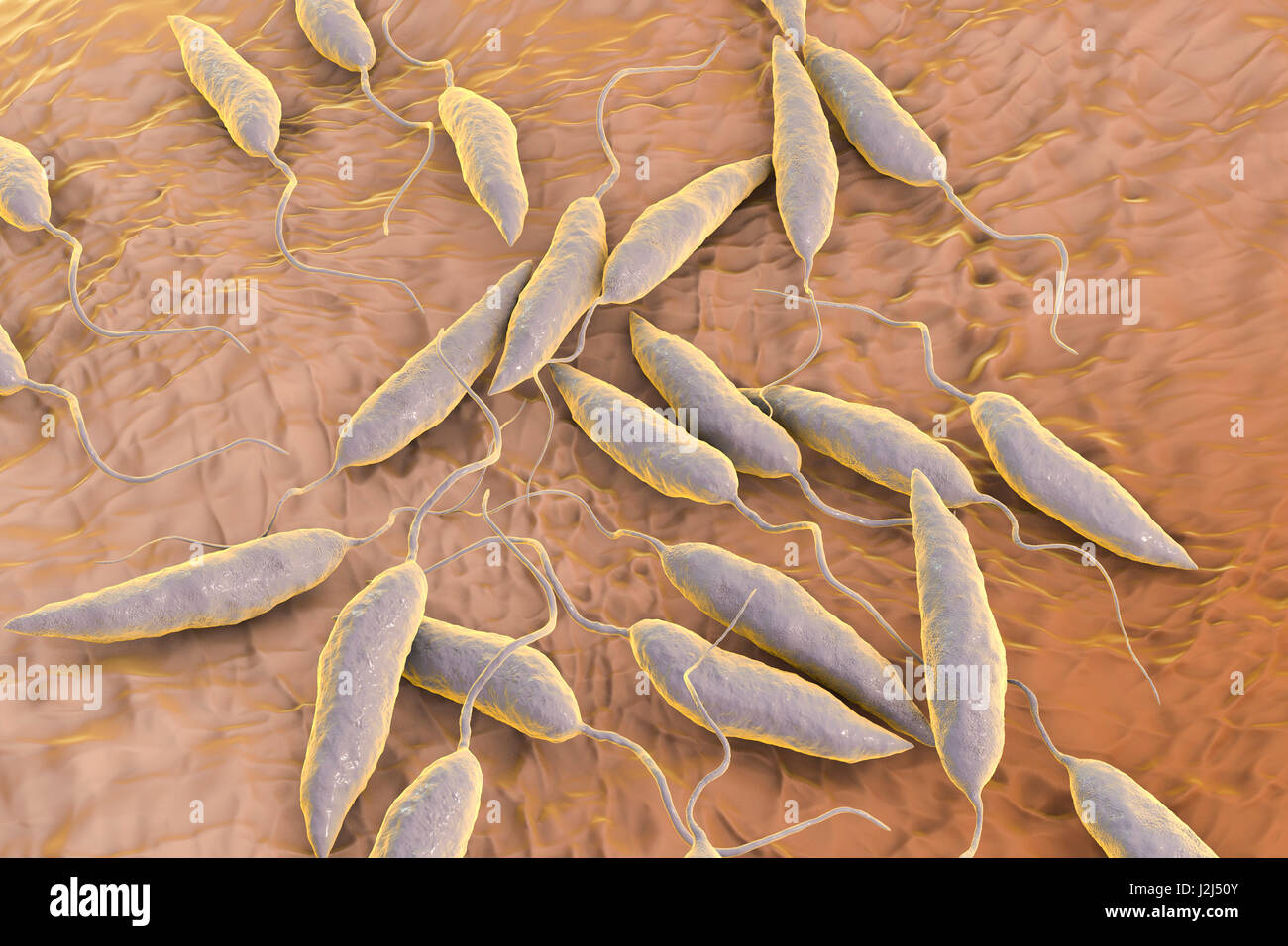 Leishmania sp. protozoa, computer illustration. This parasite causes ...