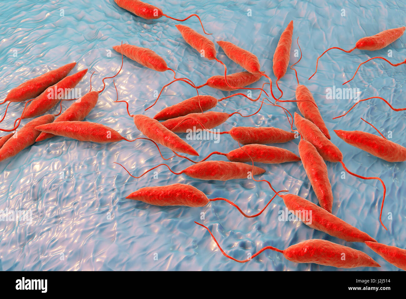 Disease Causing Protozoa