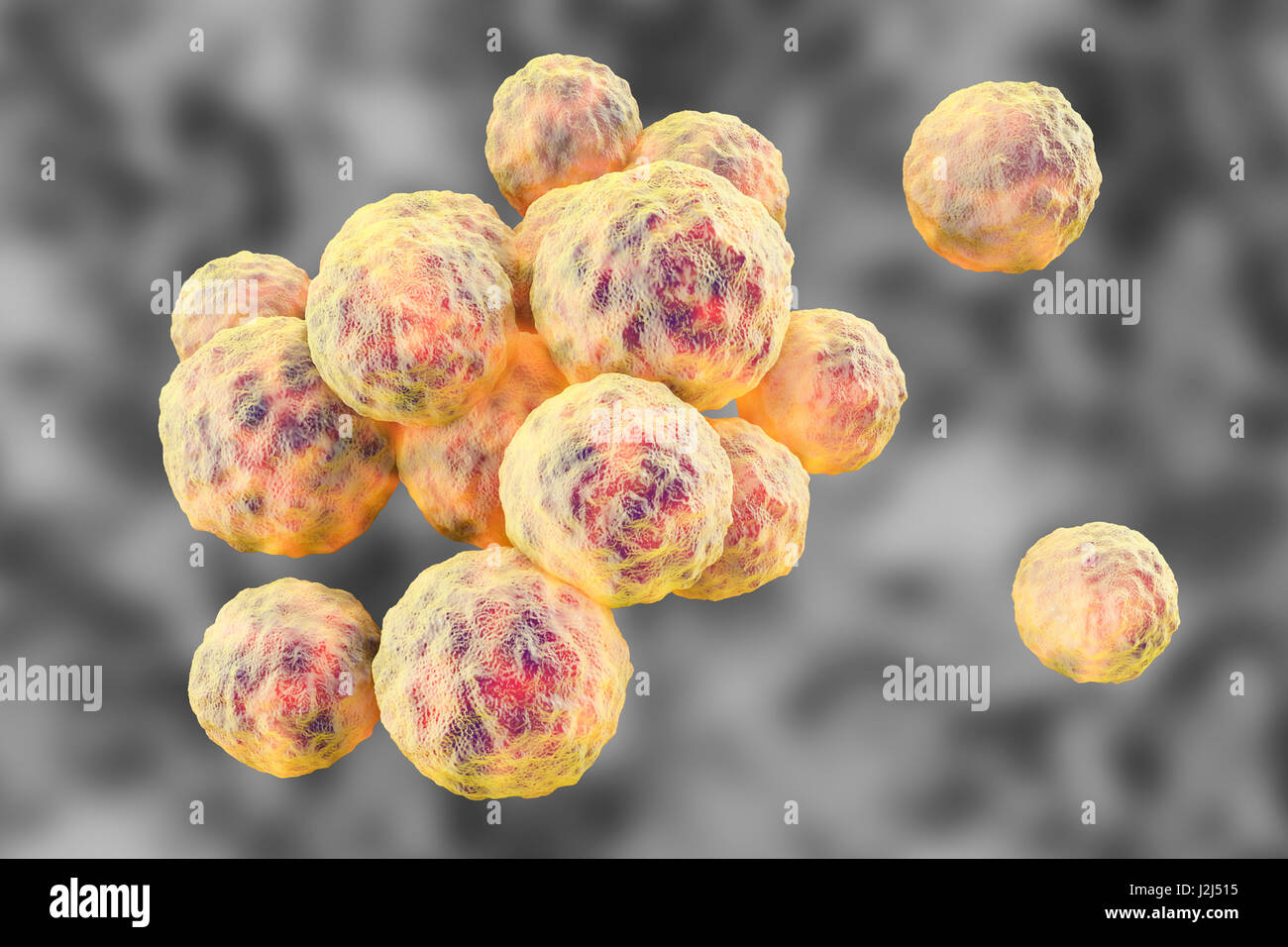 MRSA bacteria. Computer artwork of methicillin-resistant Staphylococcus ...