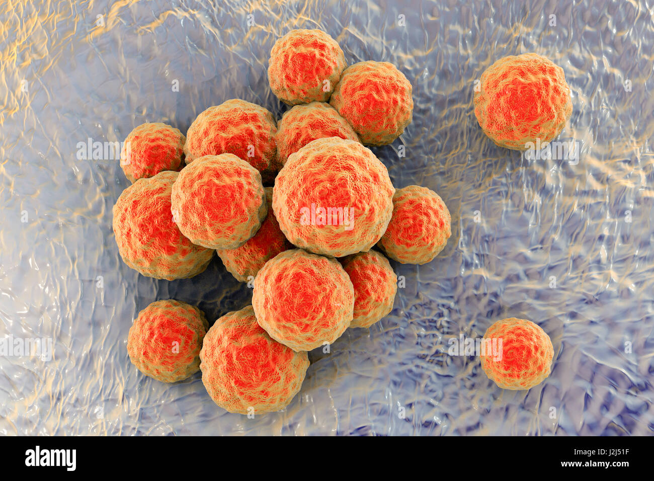 MRSA bacteria. Computer artwork of methicillin-resistant Staphylococcus ...