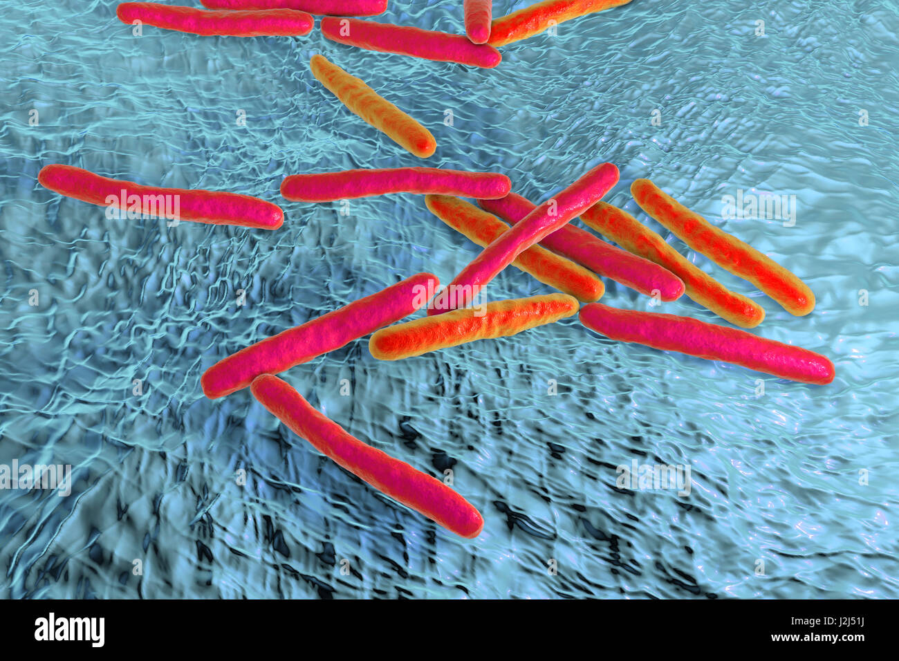 Tuberculosis bacteria. Computer artwork of Mycobacterium tuberculosis ...