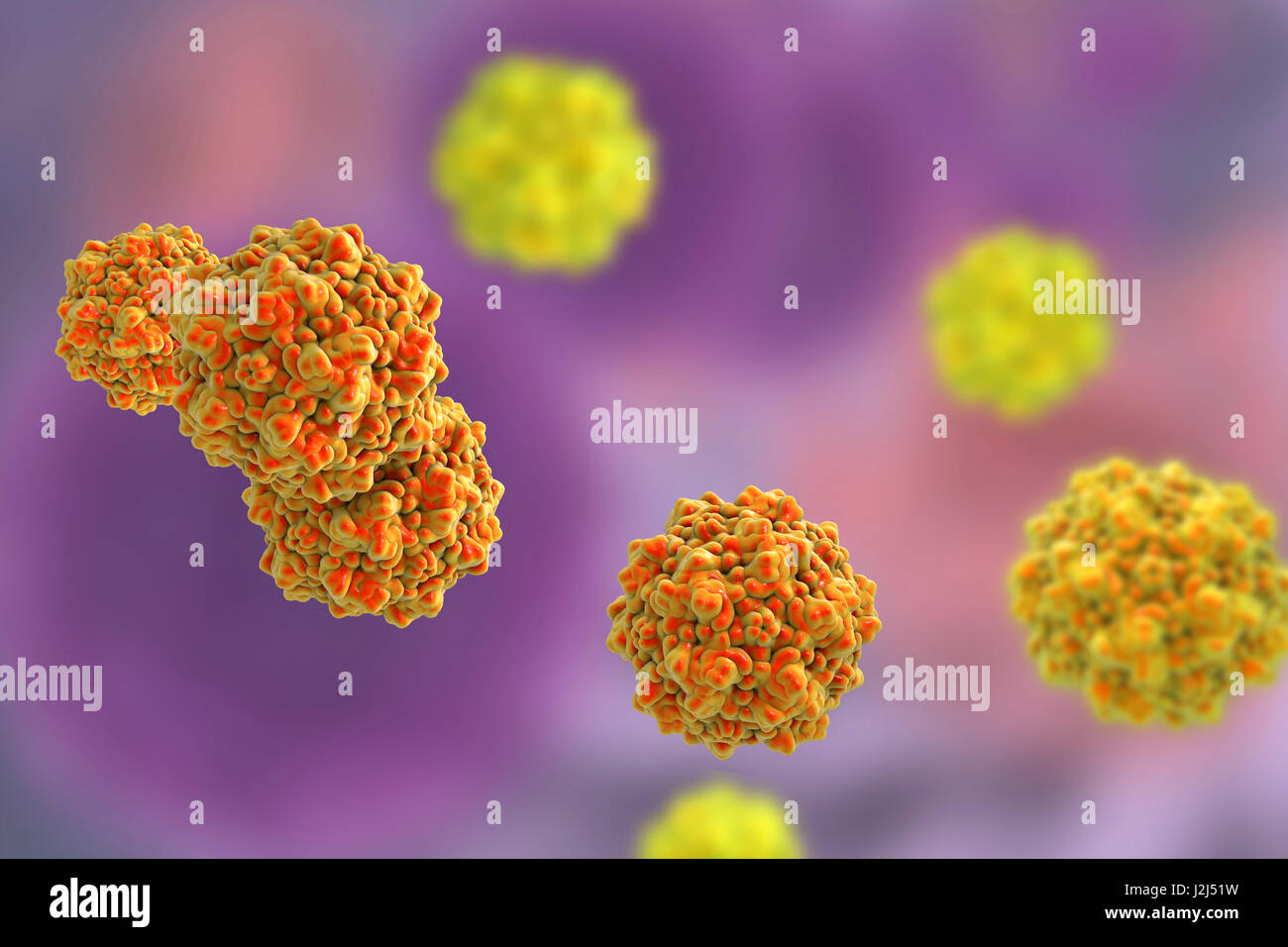 Parvovirus High Resolution Stock Photography and Images - Alamy