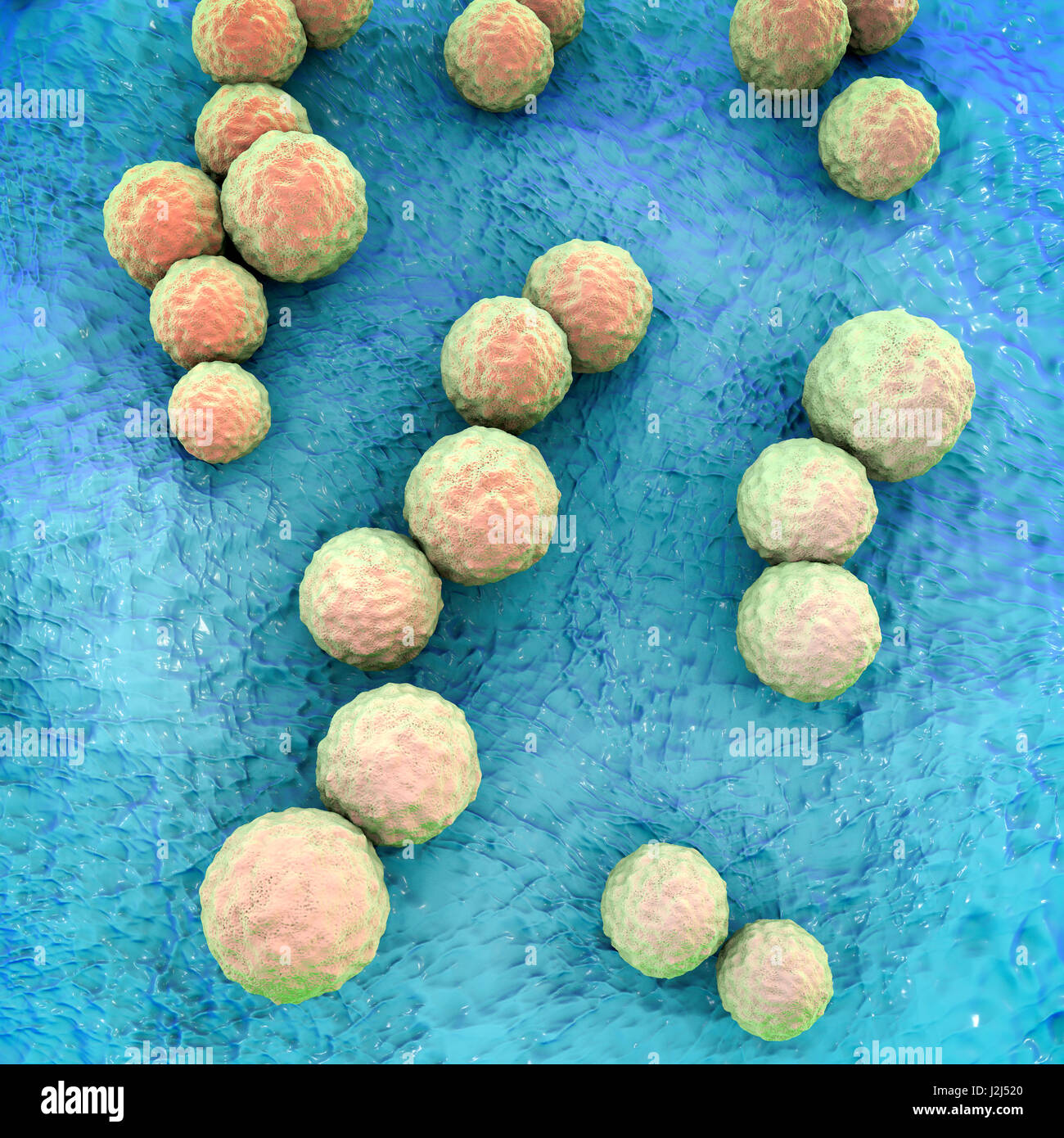 Streptococcus mutans bacteria, computer illustration. These are Gram ...