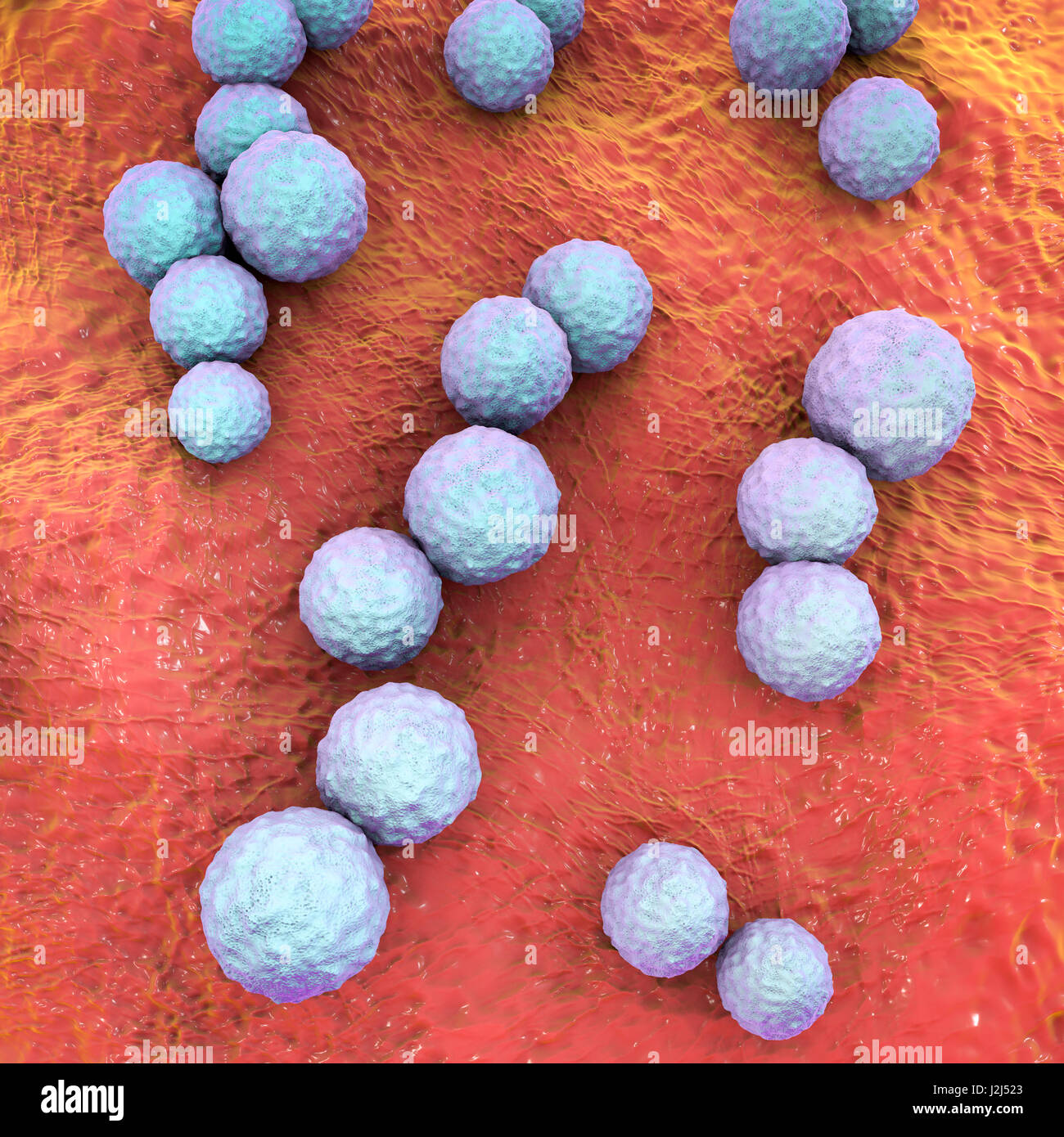Streptococcus mutans bacteria hi-res stock photography and images - Alamy