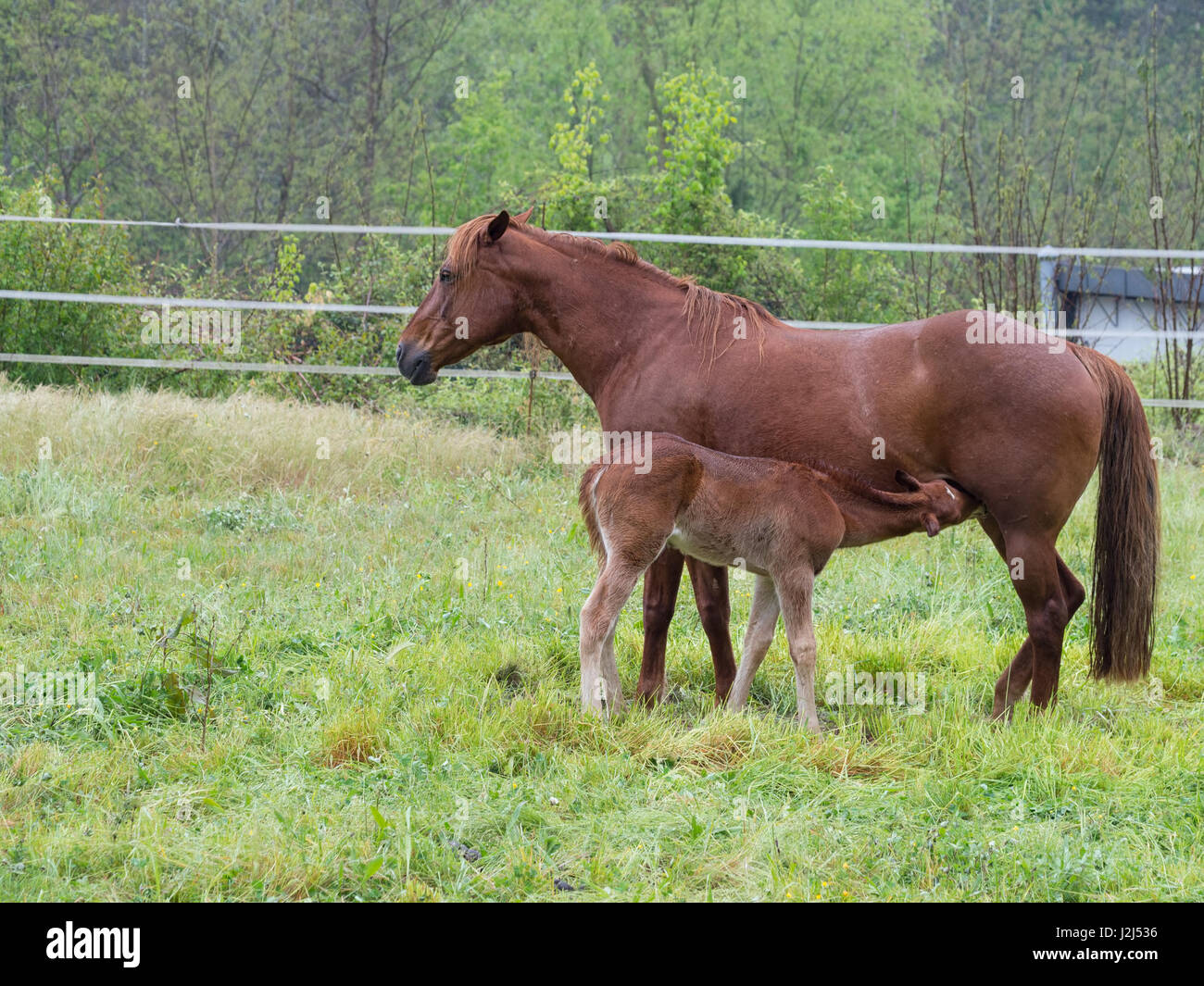Mare chestnut hi-res stock photography and images - Alamy