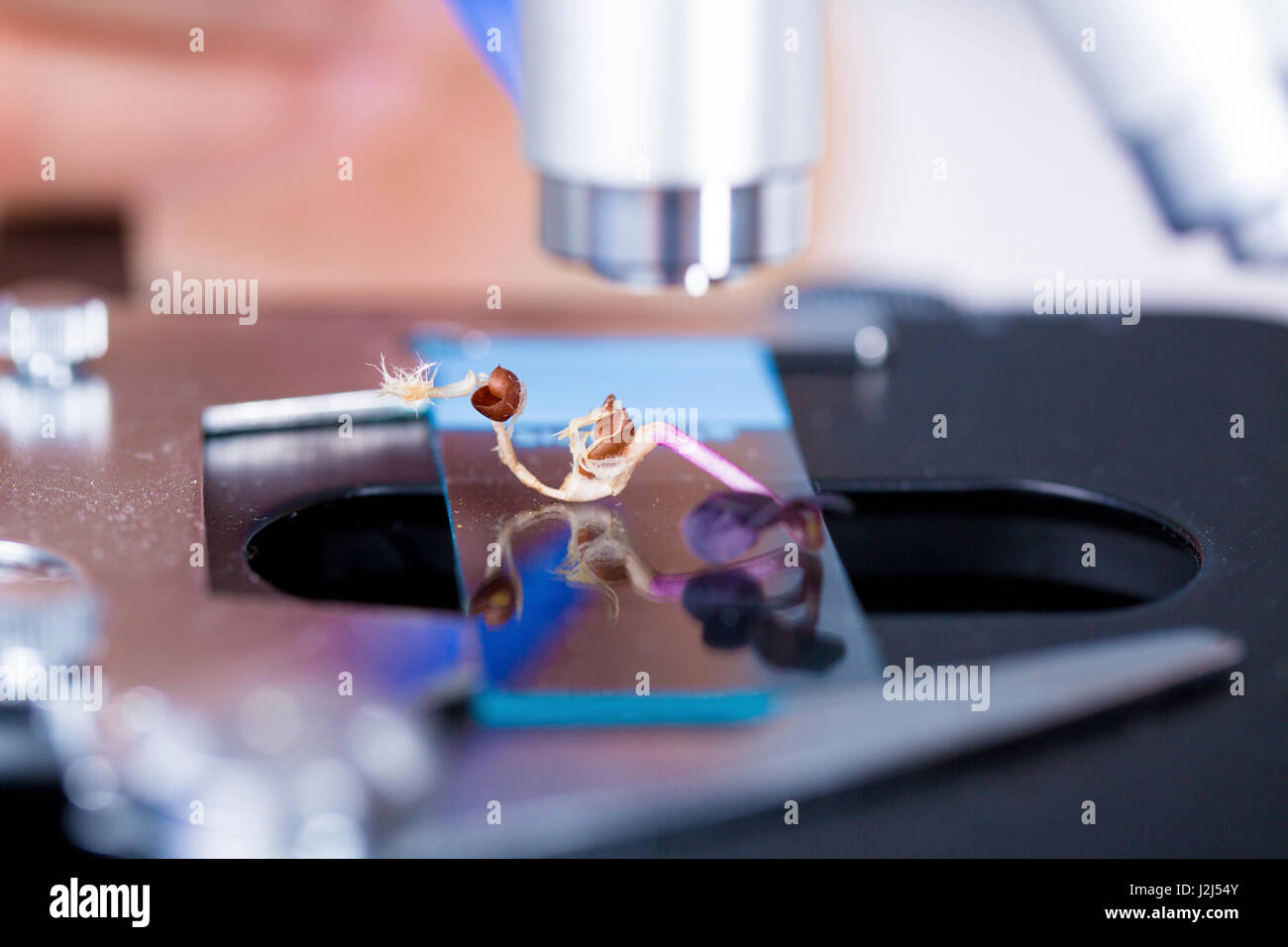 Microscope slide plant hi-res stock photography and images - Alamy