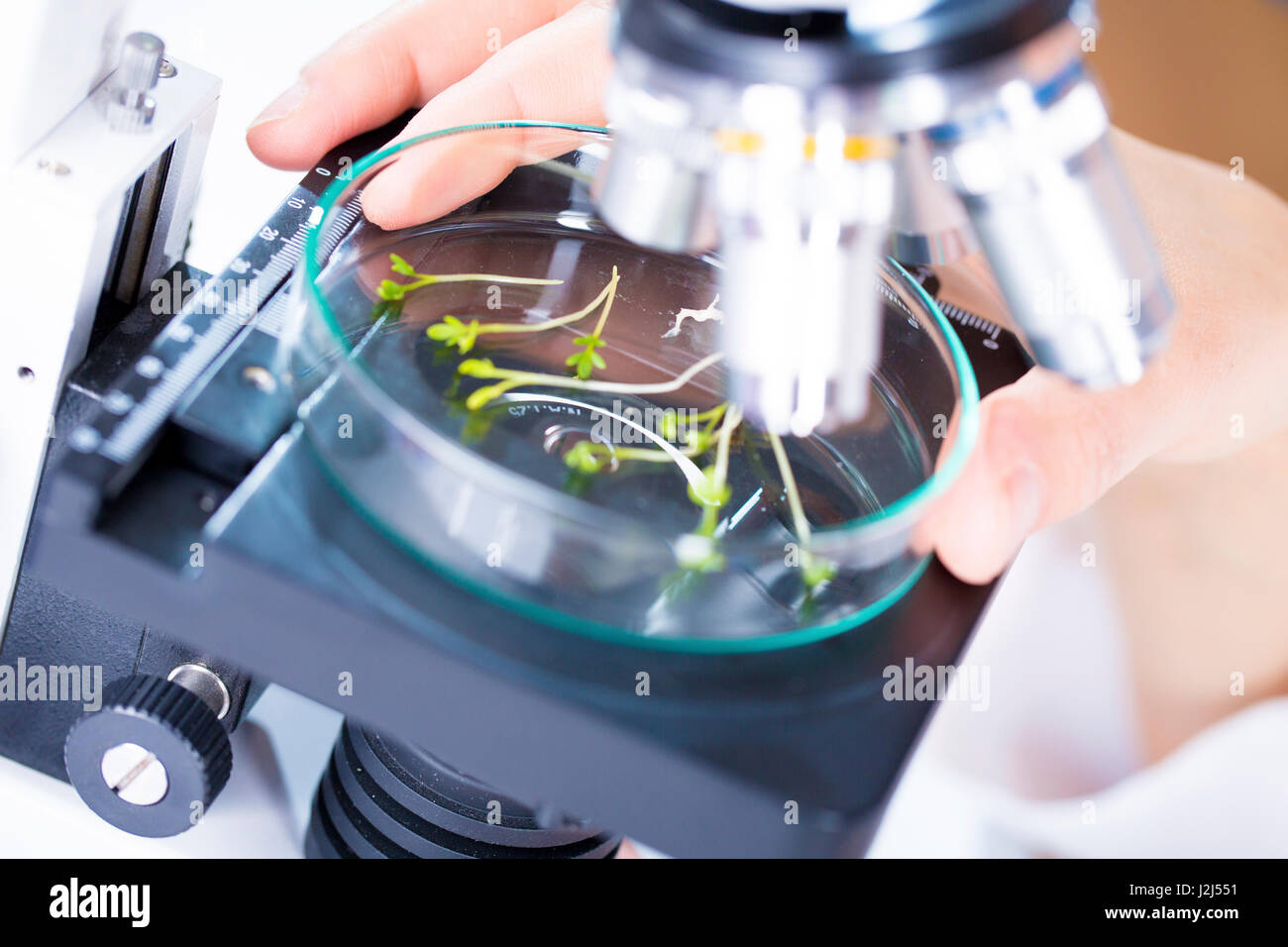 Plants in petri dish under microscope, close up Stock Photo - Alamy