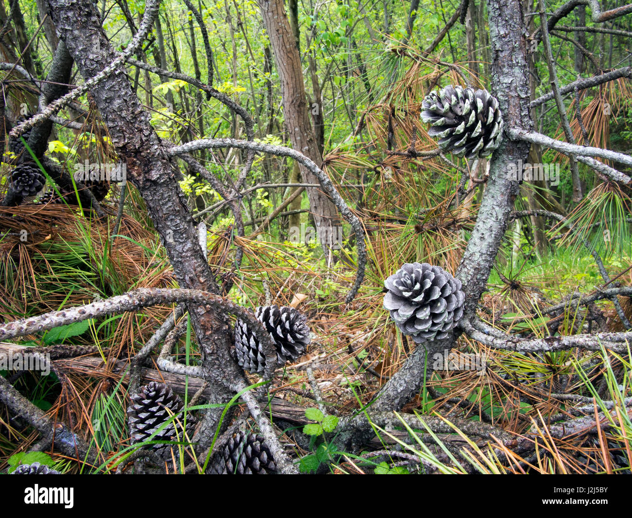 Frame pine cones hi-res stock photography and images - Alamy