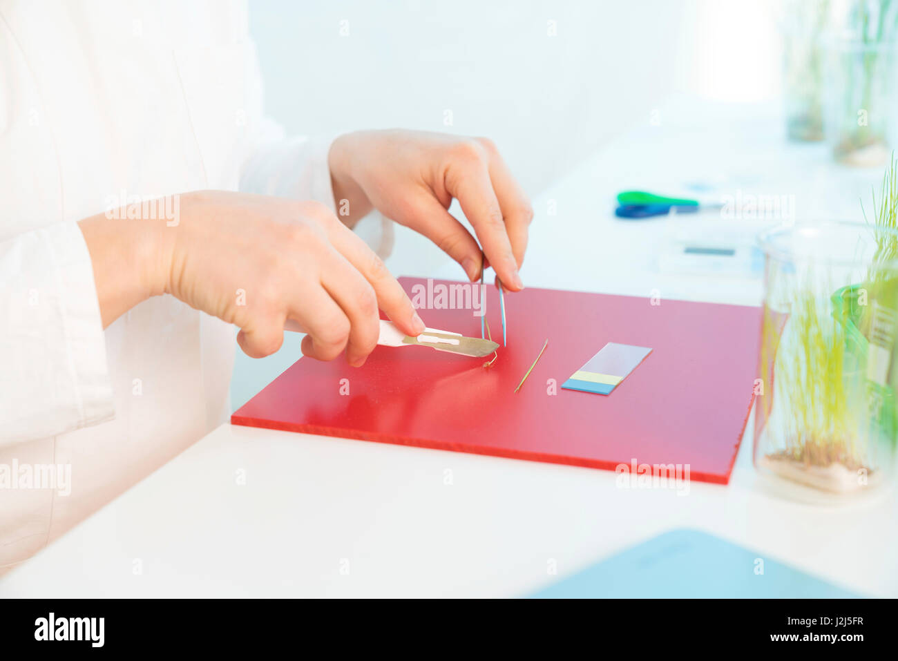Scientist testing sample in laboratory Stock Photo - Alamy