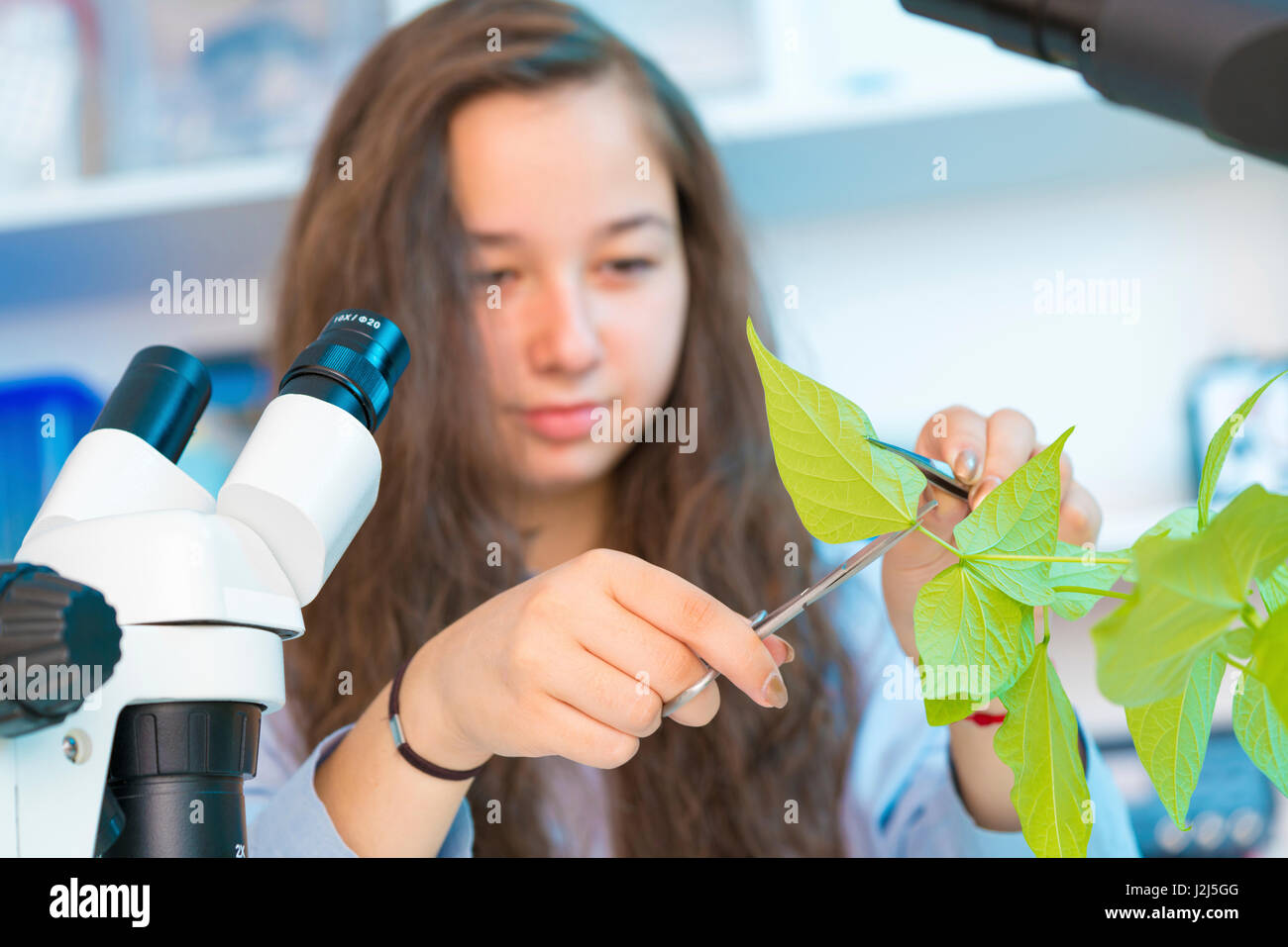 Female biology student cutting leaf from plant Stock Photo - Alamy