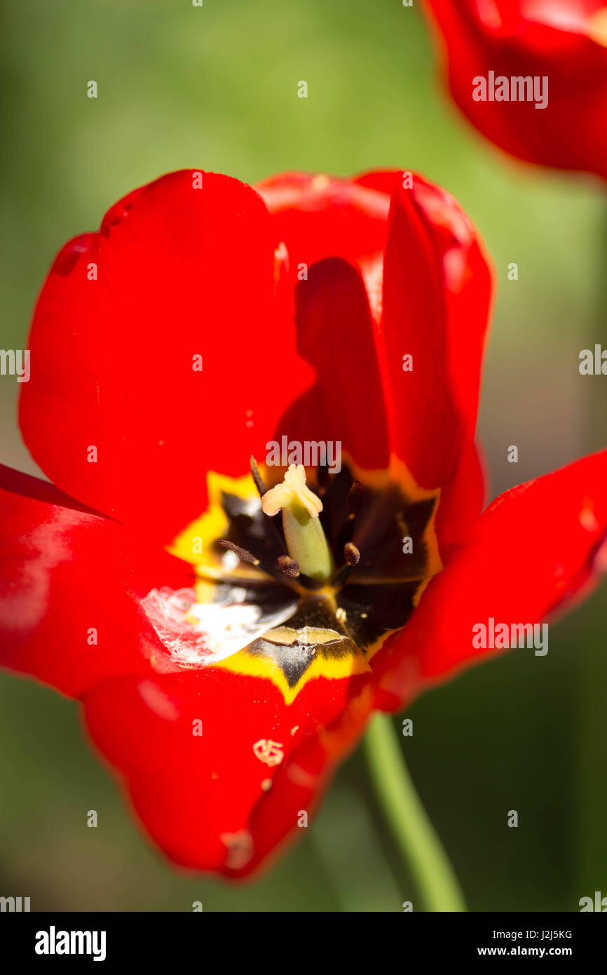 Close-ups photos of red tulip Stock Photo - Alamy