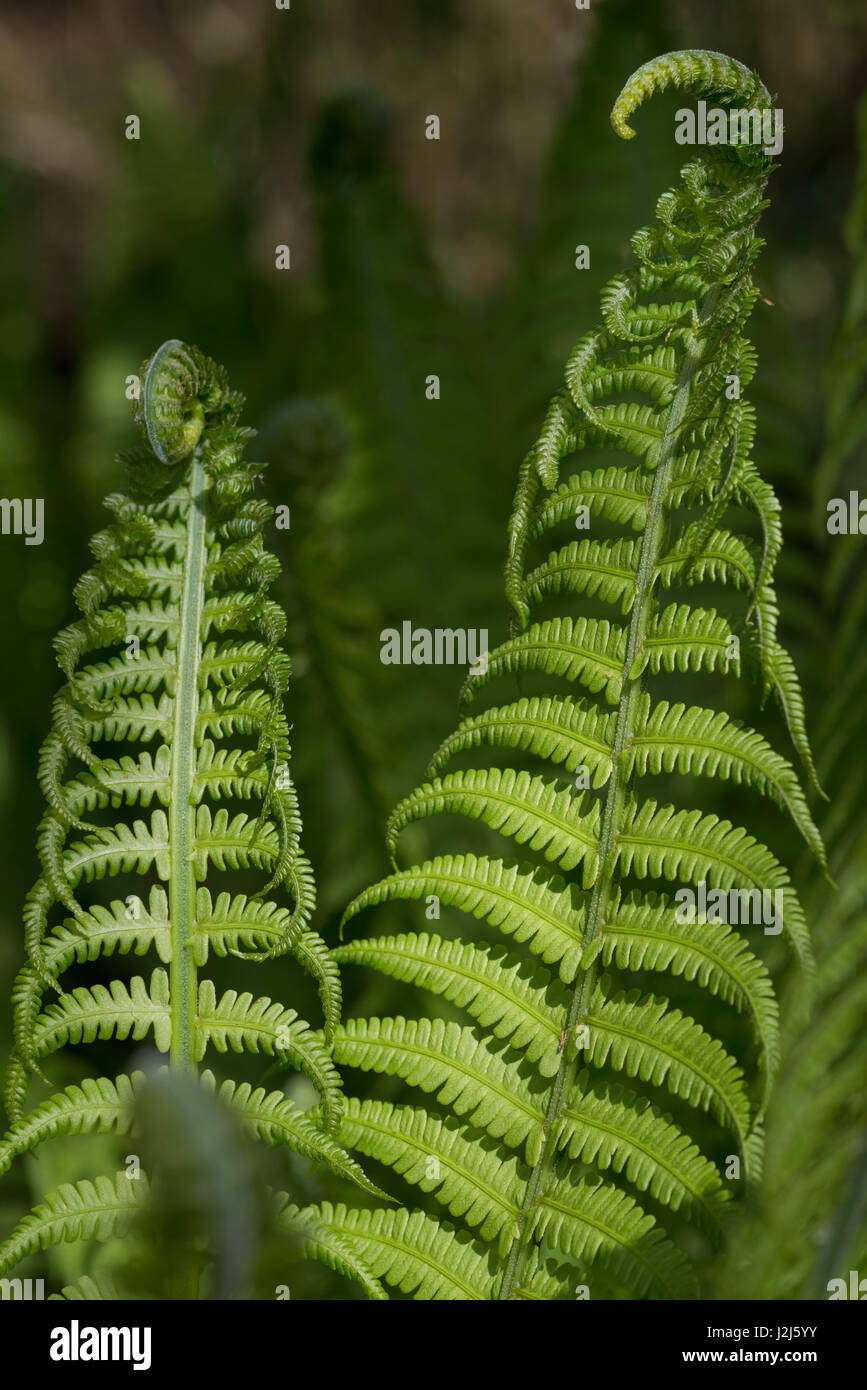 Ostrich feather fern hi-res stock photography and images - Alamy