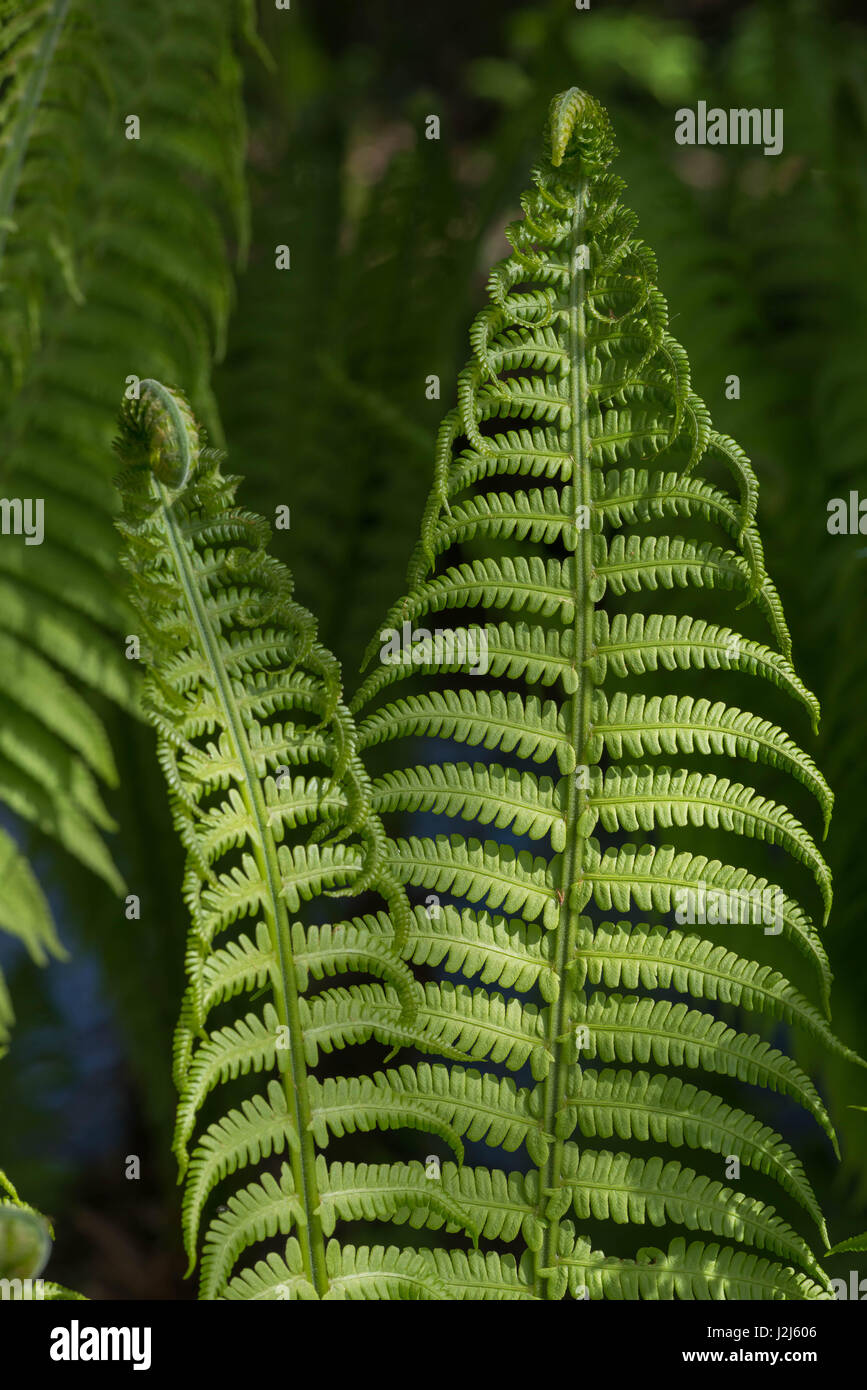 Feather fern hi-res stock photography and images - Alamy