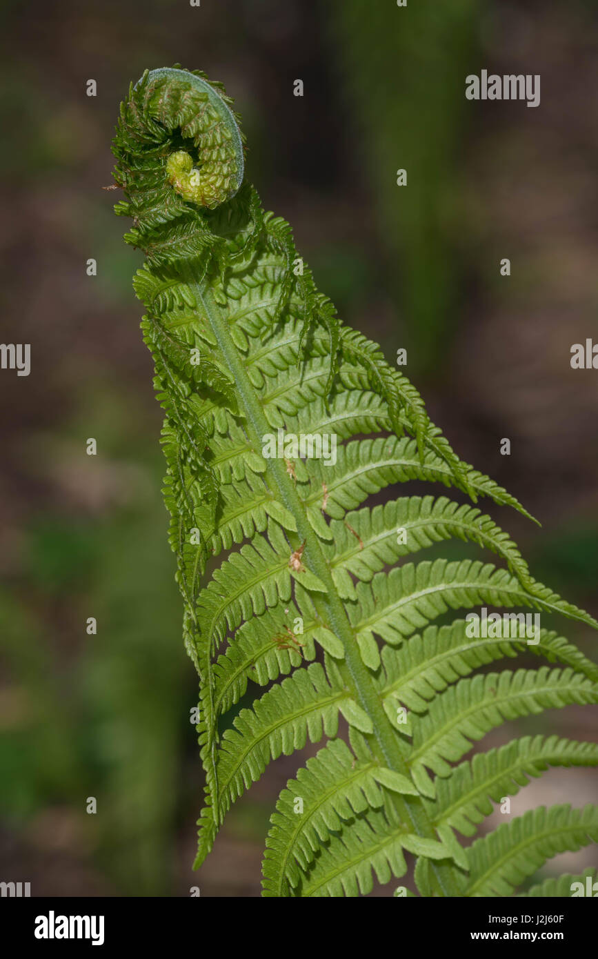Opening garden fern hi-res stock photography and images - Alamy