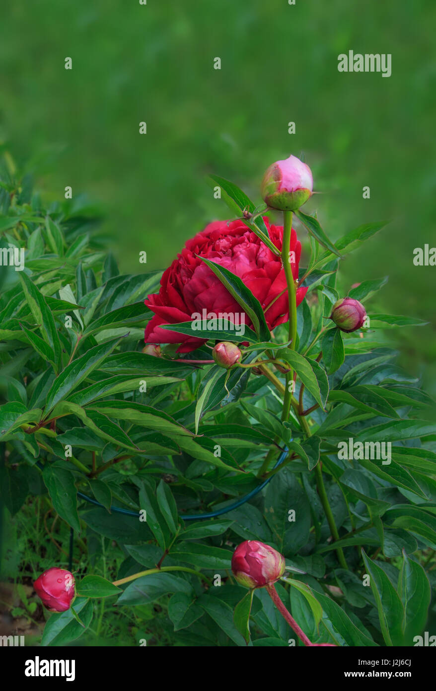 Peony stalk hi-res stock photography and images - Alamy