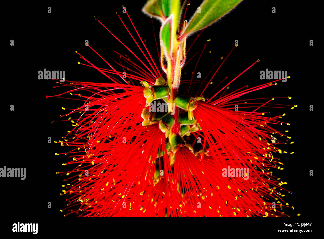Bottlebrushes hi-res stock photography and images - Alamy