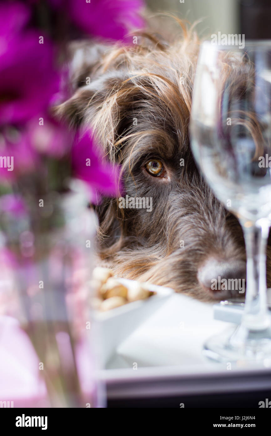 Welcome home dog hi-res stock photography and images - Alamy