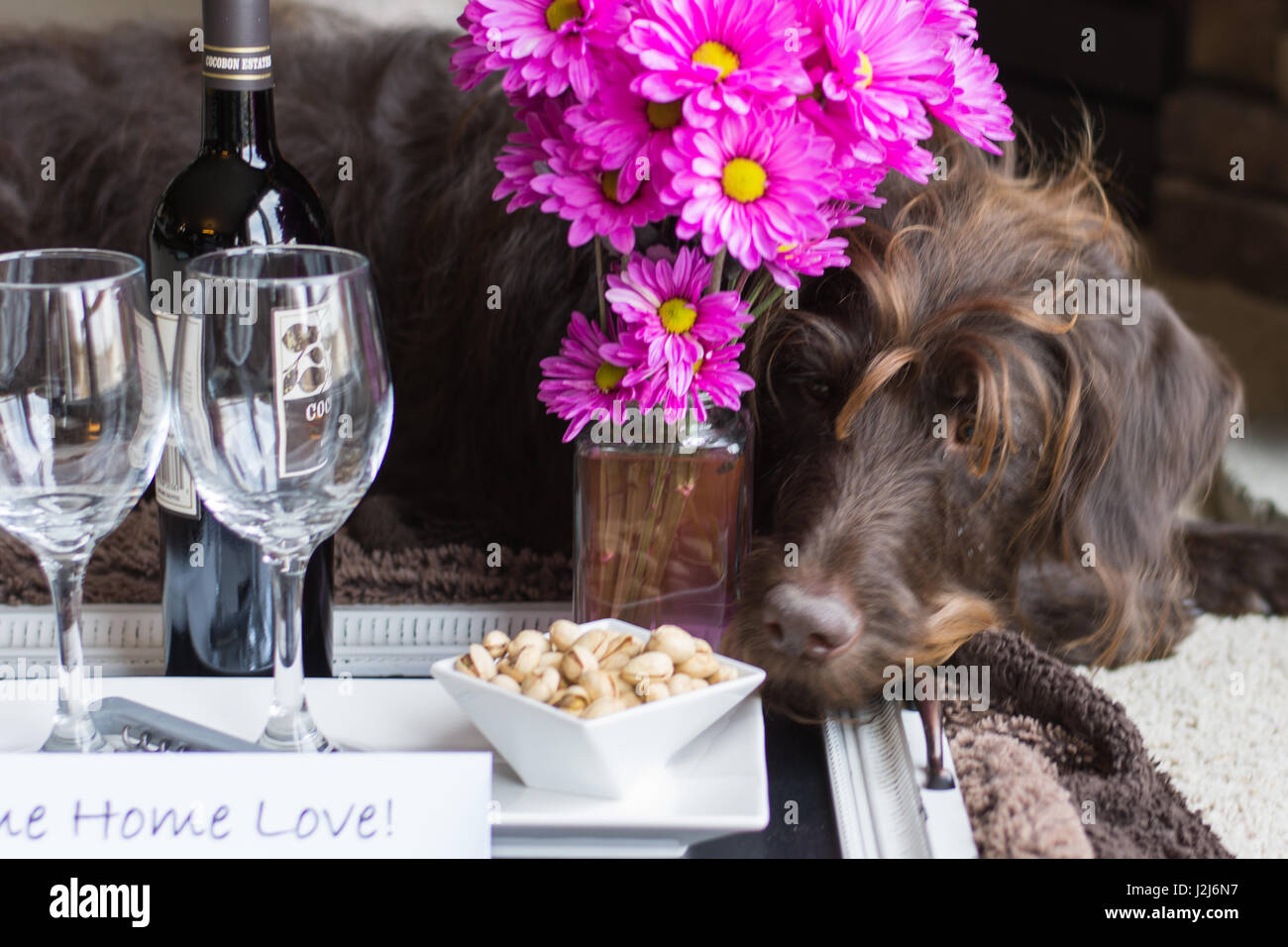 Welcome home dog hi-res stock photography and images - Alamy