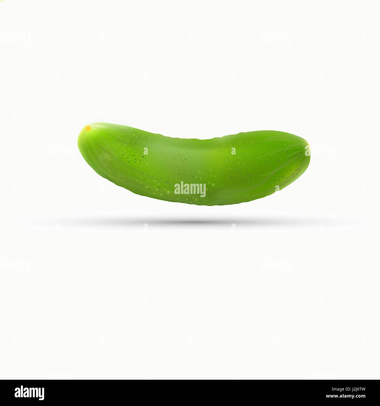 Fresh green cucumber leaf Stock Vector Images - Alamy