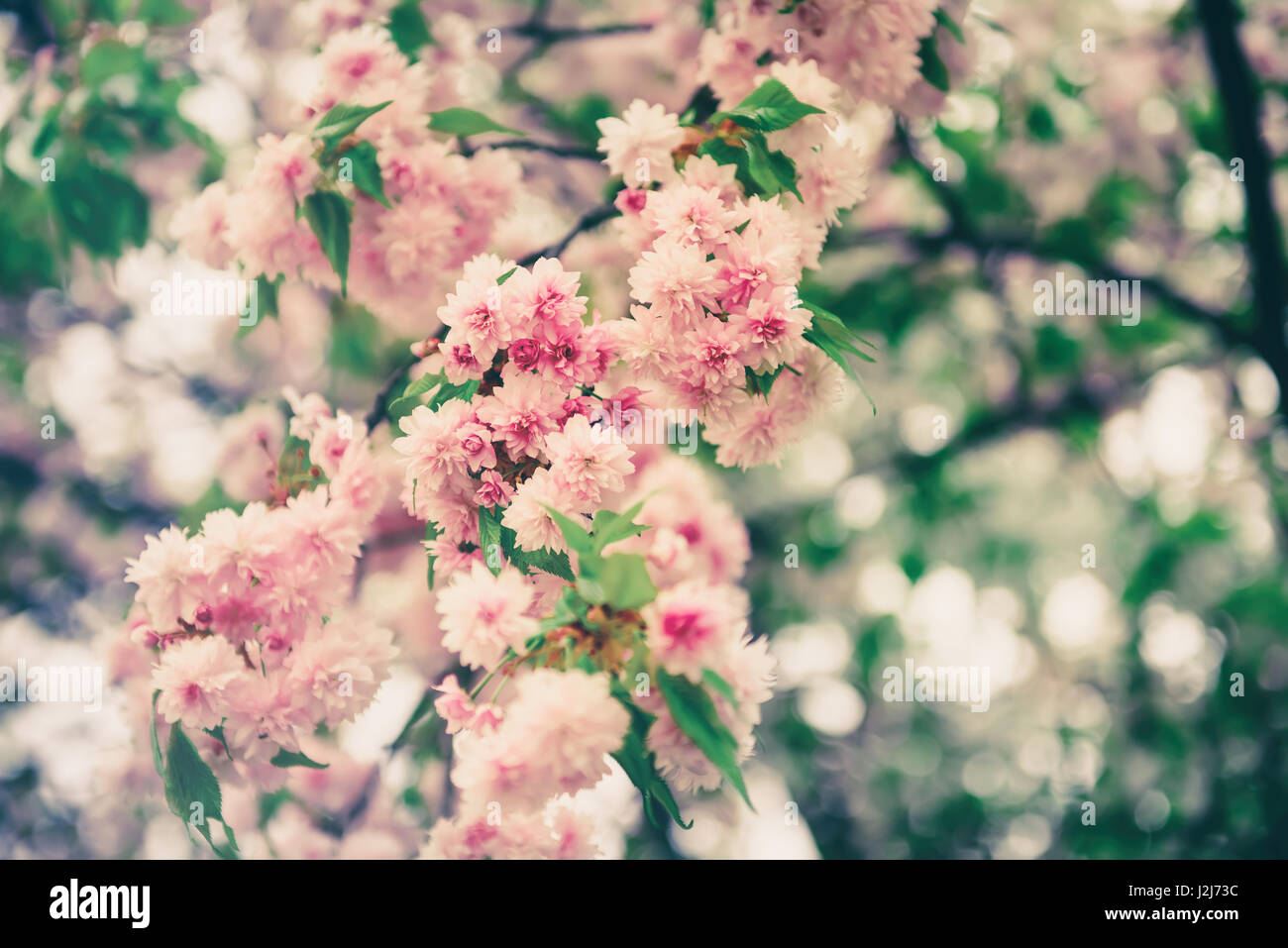 Fresh pink flowers of sakura growing in the garden, natural spring ...