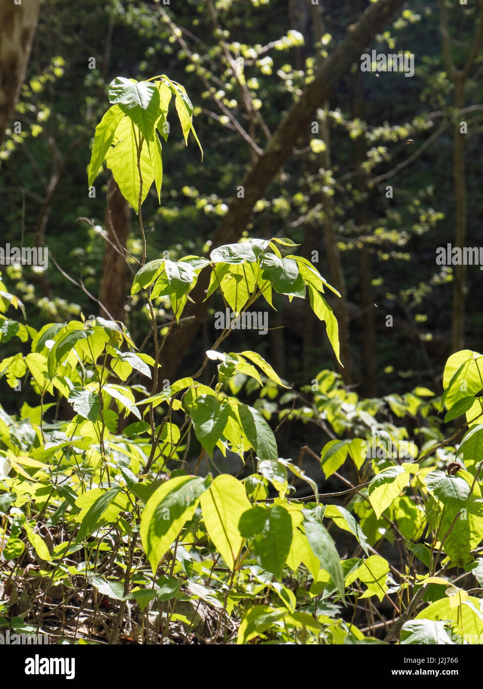 Poison ivy, Cedar Falls Trail, Petit Jean State Park, Arkansas Stock ...