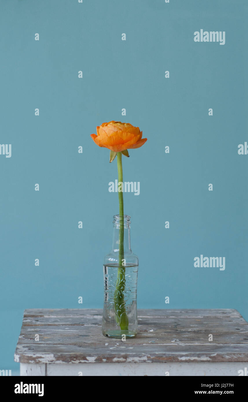 Ranunkel hi-res stock photography and images - Alamy