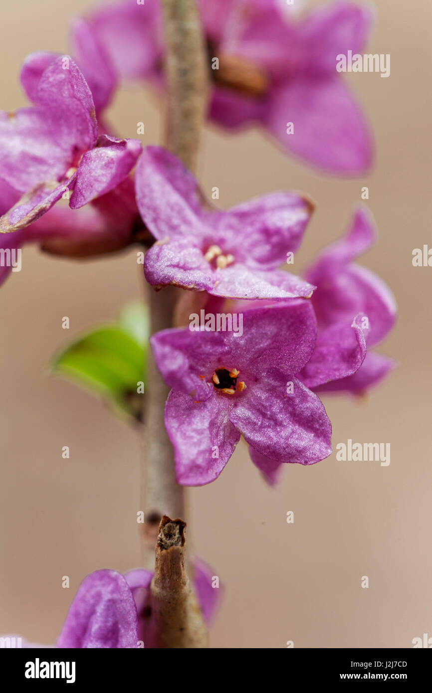 daphne, Daphne mezereum Stock Photo - Alamy daphne, Daphne mezereum Stock Photo - Alamy