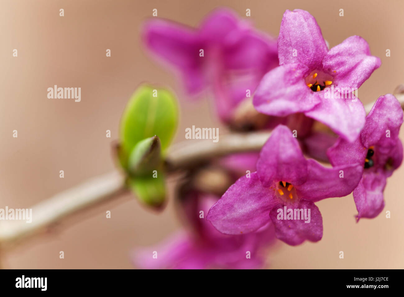 daphne, Daphne mezereum Stock Photo - Alamy daphne, Daphne mezereum Stock Photo - Alamy