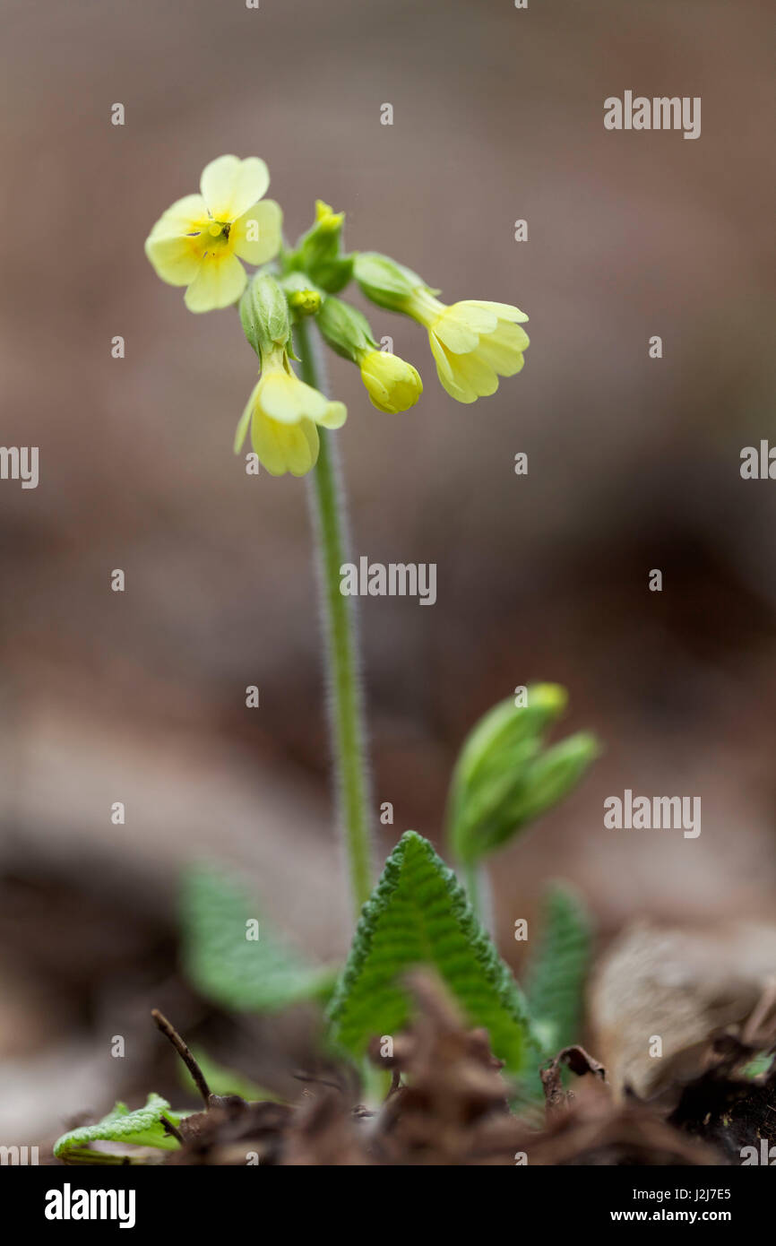 True cowslip hi-res stock photography and images - Alamy
