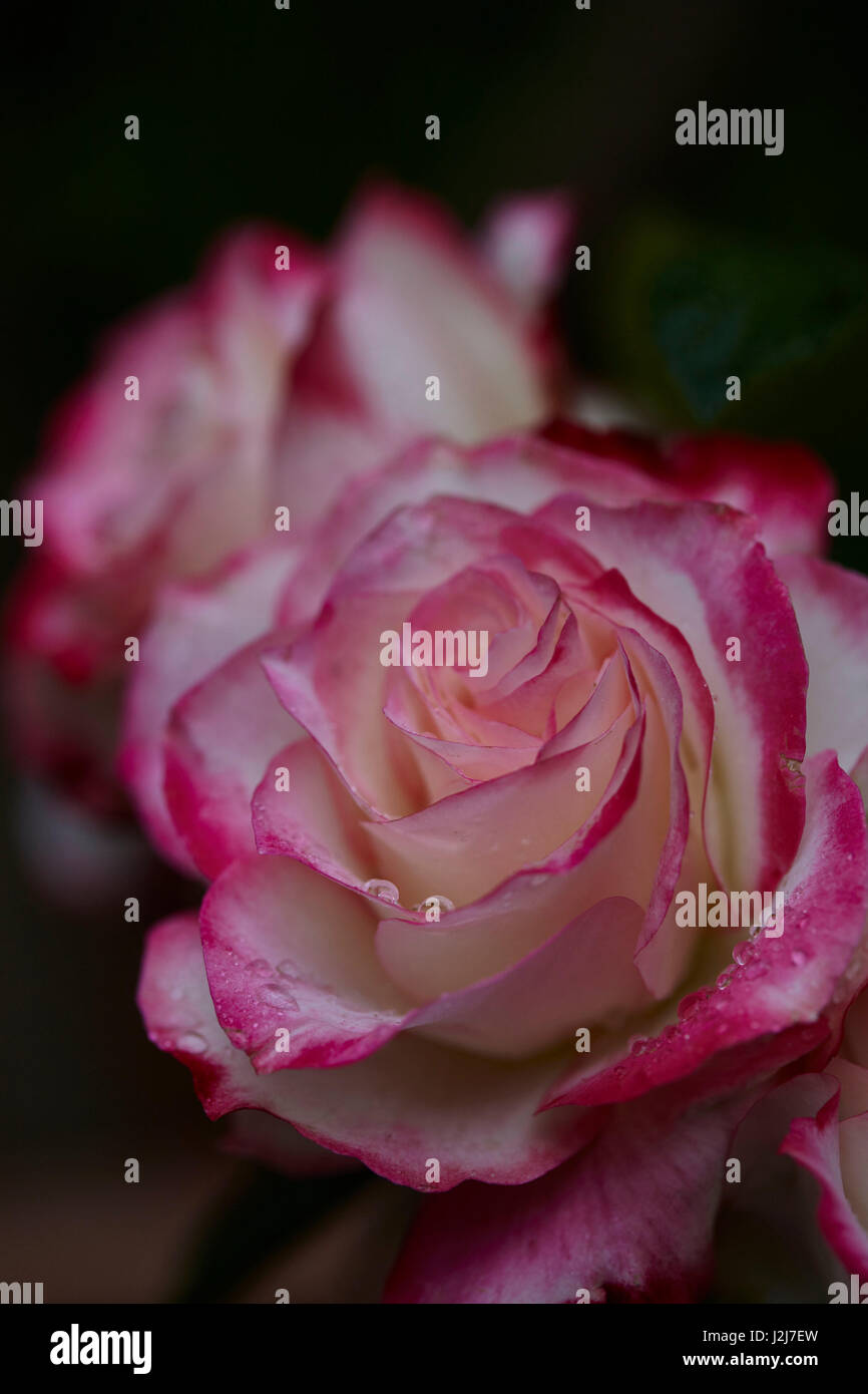 Splendid rose garden hi-res stock photography and images - Alamy