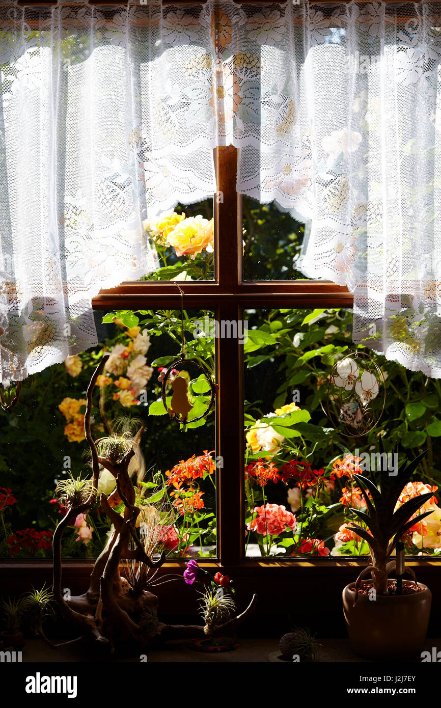 Looking through a window at splendid roses Stock Photo - Alamy