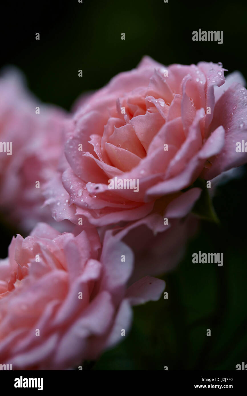Splendid rose garden hi-res stock photography and images - Alamy