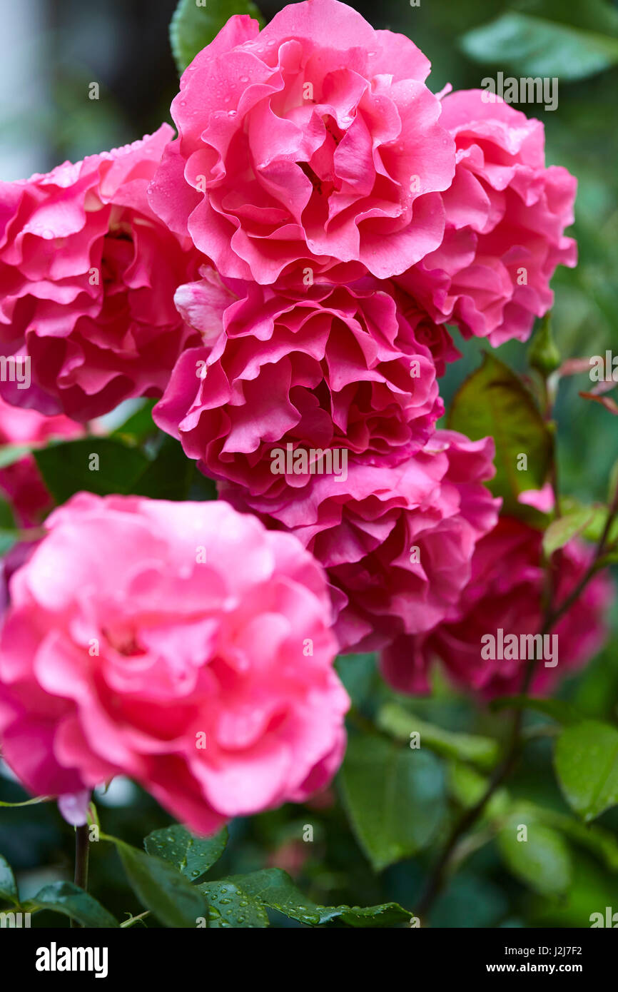 Splendid rose garden hi-res stock photography and images - Alamy