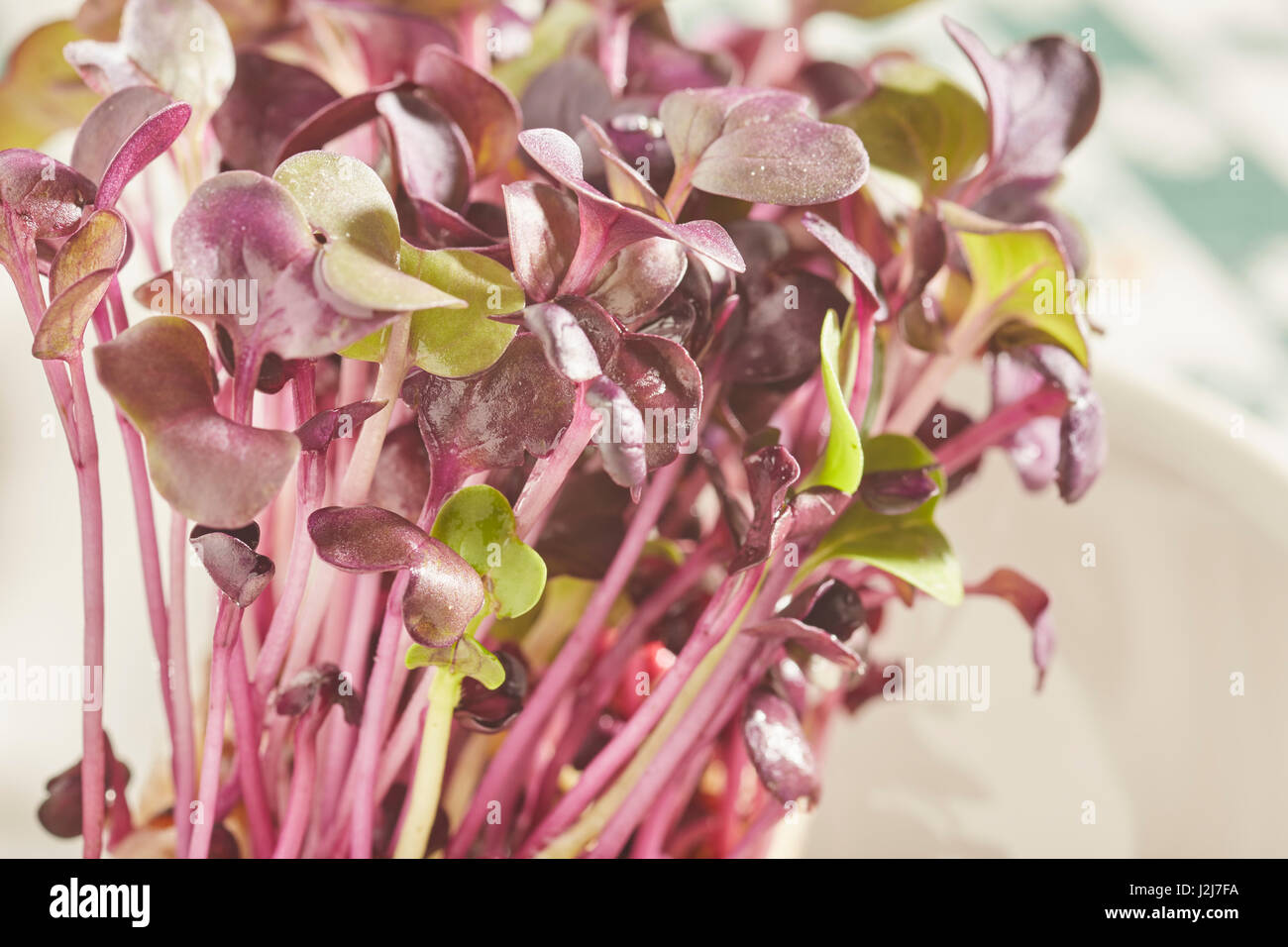 Sakura cress hi-res stock photography and images - Alamy