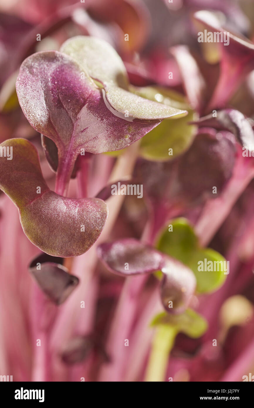 Japanese cress hi-res stock photography and images - Alamy