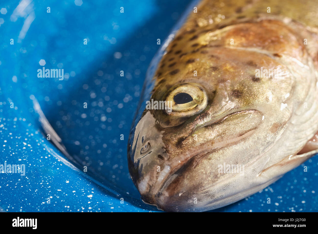 Brown trout fish hi-res stock photography and images - Alamy