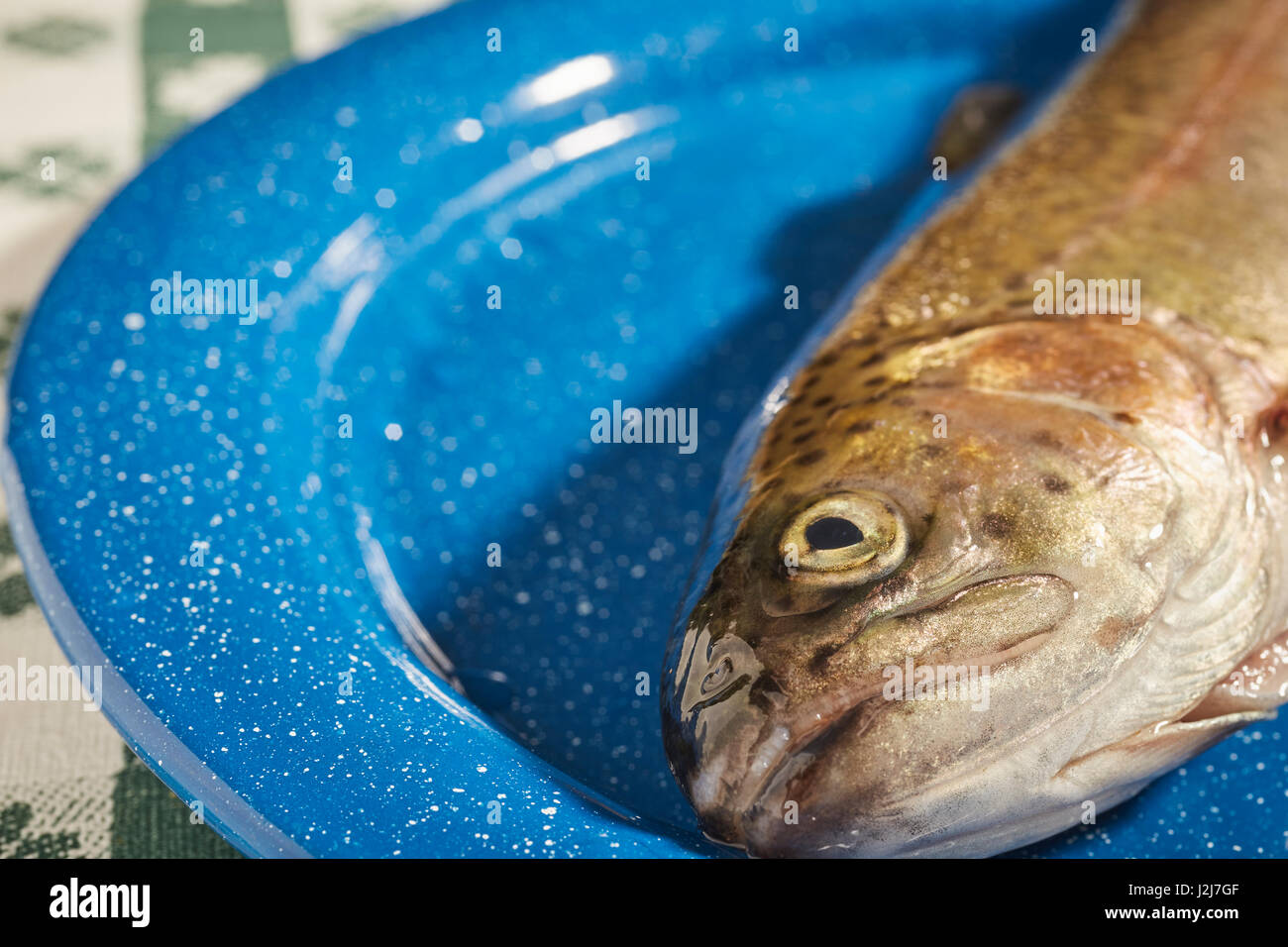 Brown trout fish hi-res stock photography and images - Alamy