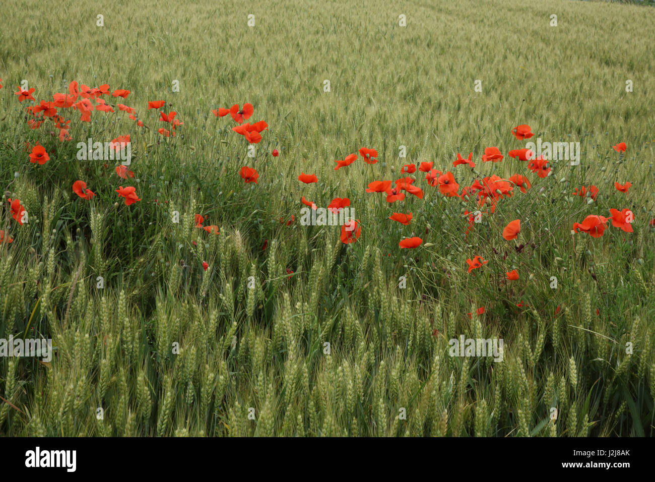 Field poppy seed hi-res stock photography and images - Alamy