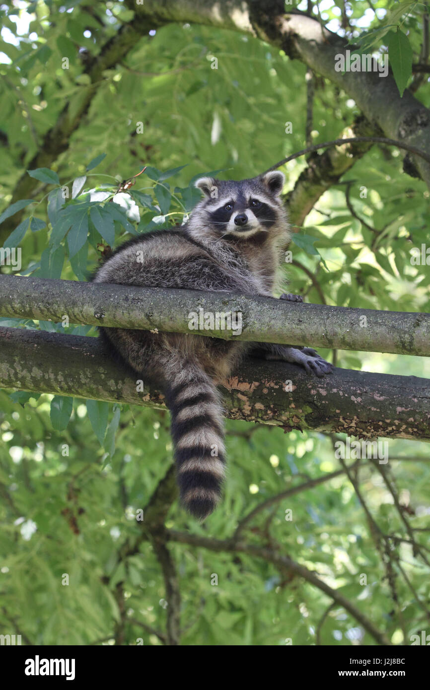 Racoon on tree branch hi-res stock photography and images - Alamy