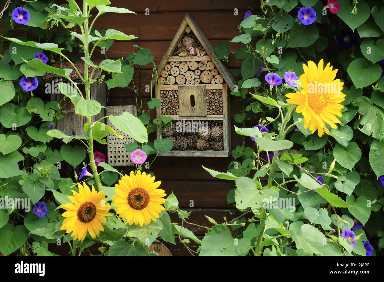 Insects in the house hi-res stock photography and images - Alamy